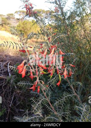 cancer bush (Lessertia frutescens) Plantae Stock Photo - Alamy