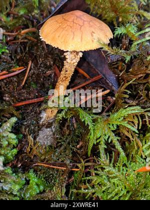 Powdercaps (Cystoderma) Fungi Stock Photo - Alamy