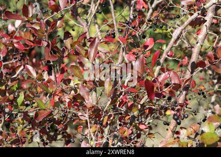sparkleberry (Vaccinium arboreum) Plantae Stock Photo - Alamy