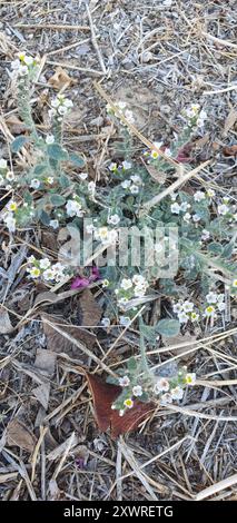 European heliotrope (Heliotropium europaeum) Plantae Stock Photo - Alamy