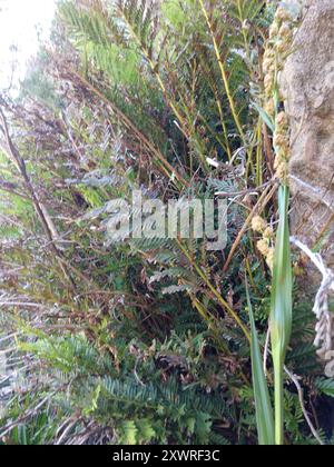 king fern (Todea barbara) Plantae Stock Photo - Alamy