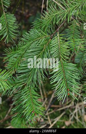 Sitka spruce (Picea sitchensis) Plantae Stock Photo - Alamy