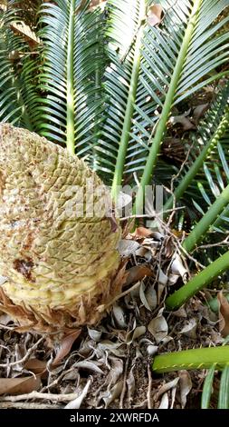 Cycad blue (Theclinesthes onycha) Insecta Stock Photo - Alamy