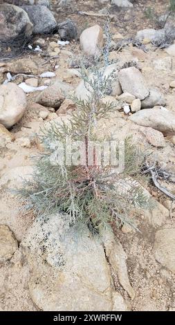 Sierra juniper (Juniperus grandis) Plantae Stock Photo - Alamy