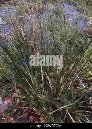 Soft Rush (Juncus effusus) Plantae Stock Photo - Alamy