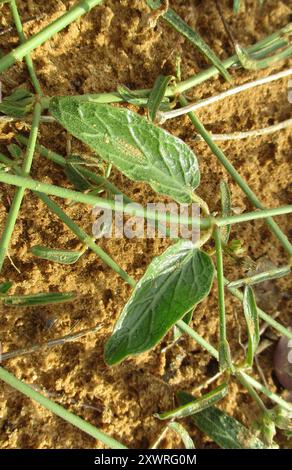 Sweet Starjasmine (Orthanthera jasminiflora), Plantae, Zambezi Region ...