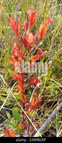 Myrtle Wattle (Acacia myrtifolia) Plantae Stock Photo - Alamy