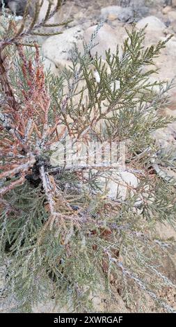 Sierra juniper (Juniperus grandis) Plantae Stock Photo - Alamy
