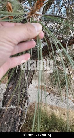 gray pine (Pinus sabiniana), Plantae, Los Angeles County, CA, USA Stock ...