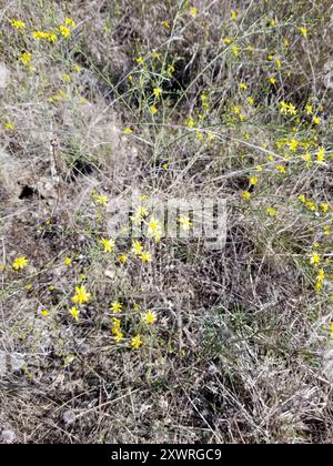 Texas Snakeweed (Gutierrezia texana) Plantae Stock Photo - Alamy