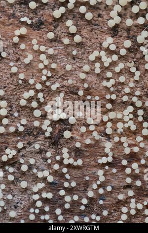 (Calycina lactea) Fungi Stock Photo - Alamy