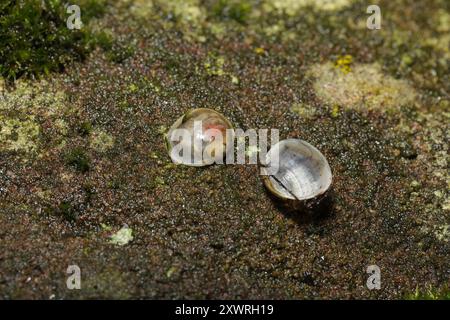 European Fingernail Clam (Sphaerium corneum) Mollusca Stock Photo - Alamy