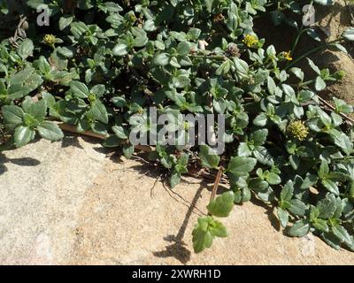 (Wedelia prostrata) Plantae Stock Photo - Alamy