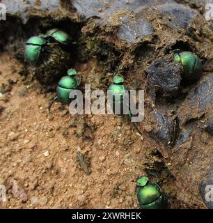 (Garreta wahlbergi) Insecta Stock Photo - Alamy