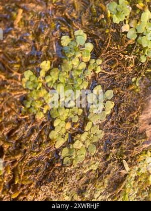 duckweeds (Lemnoideae) Plantae Stock Photo - Alamy