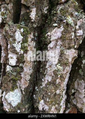(Inoderma byssaceum) Fungi Stock Photo - Alamy