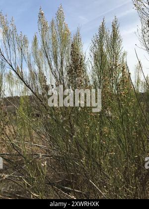 Poverty Weed (Baccharis neglecta) Plantae Stock Photo - Alamy