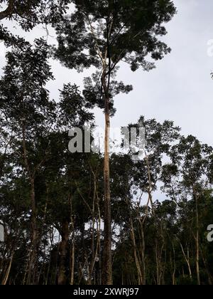 (Jacaranda copaia) Plantae Stock Photo - Alamy