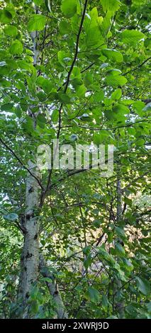 white alder (Alnus rhombifolia) Plantae Stock Photo - Alamy