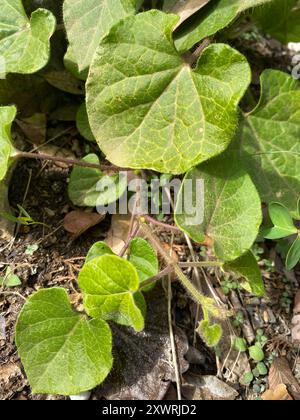 Pearl Milkweed (Matelea reticulata) Plantae Stock Photo - Alamy