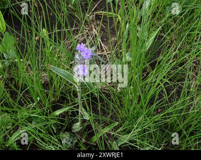 Showy Blue Ear (Cyanotis speciosa Stock Photo - Alamy