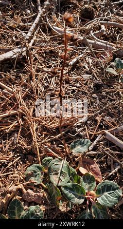 white-veined wintergreen (Pyrola picta) Plantae Stock Photo - Alamy