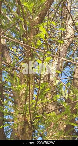 Montezuma cypress (Taxodium mucronatum) Plantae Stock Photo - Alamy