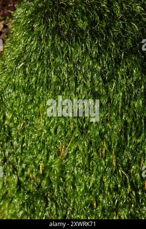 Cape Thread-moss (Orthodontium lineare) Plantae Stock Photo - Alamy