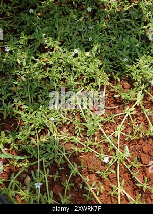 Creeping Dentella (Dentella repens) Plantae Stock Photo - Alamy