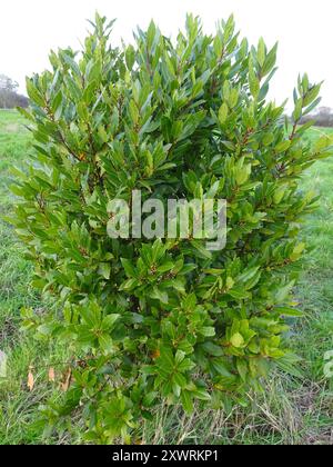 Bay laurel (Laurus nobilis) Plantae Stock Photo - Alamy