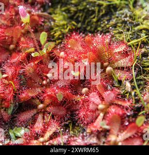 Small Sundew (Drosera trinervia) Plantae Stock Photo - Alamy