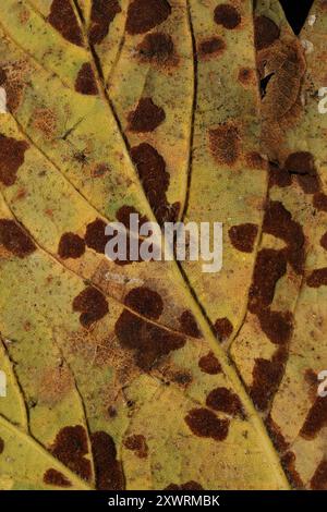 Sycamore Felt Gall Mite (Aceria pseudoplatani) Arachnida Stock Photo ...