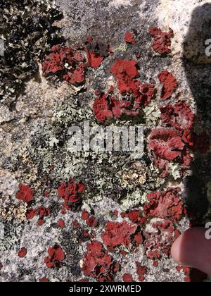 Red Toadskin Lichen (Lasallia rubiginosa) Fungi Stock Photo - Alamy