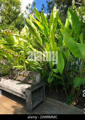 gingers, bananas, and allies (Zingiberales) Plantae Stock Photo - Alamy