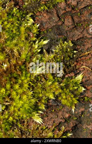 Silky Wall Feather-moss (Homalothecium sericeum) Plantae Stock Photo ...