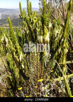 Browntongue Hangertjie (Erica plukenetii plukenetii) Plantae Stock ...