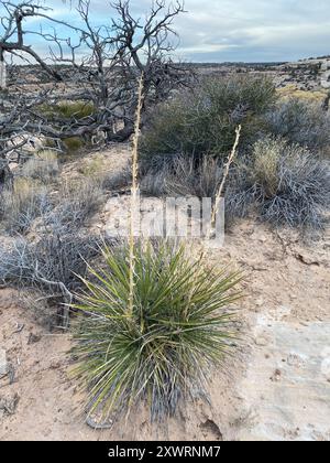 (Yucca angustissima angustissima) Plantae Stock Photo - Alamy