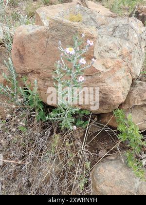 Bushman Tea (Athrixia phylicoides) Plantae Stock Photo - Alamy