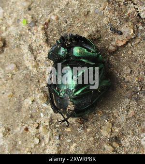 (Garreta wahlbergi) Insecta Stock Photo - Alamy