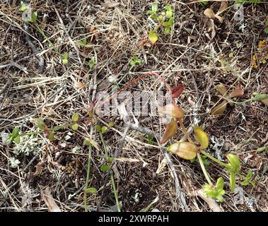 variable stinkweed (Opercularia varia) Plantae Stock Photo - Alamy