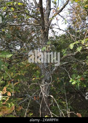 bur oak (Quercus macrocarpa) Plantae Stock Photo - Alamy