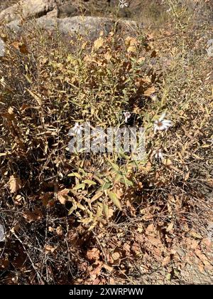 western aster (Symphyotrichum ascendens) Plantae Stock Photo - Alamy