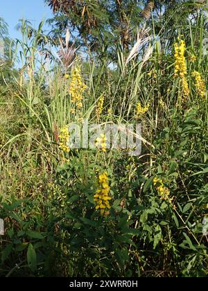 West Indian Rattlebox (Crotalaria trichotoma) Plantae Stock Photo - Alamy