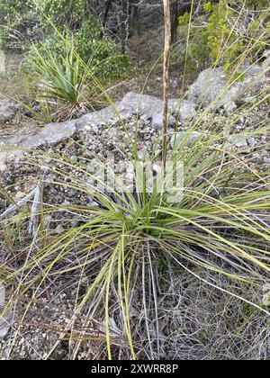 Devil's Shoestring (Nolina lindheimeriana) Plantae Stock Photo - Alamy