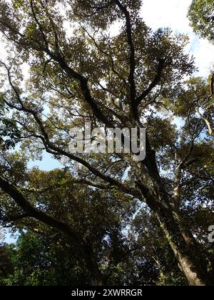 Ichiigashi (Quercus gilva) Plantae Stock Photo - Alamy