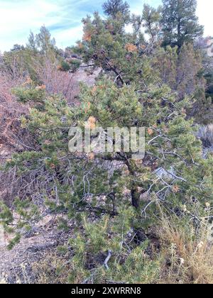 Colorado Pinyon (Pinus edulis), Plantae, Carson National Forest ...