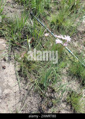 (Afroaster hispidus) Plantae Stock Photo - Alamy