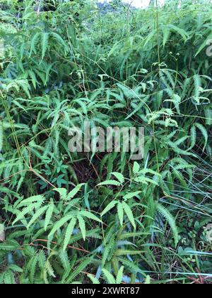 Comb Forkedfern (Gleichenella pectinata) Plantae Stock Photo - Alamy