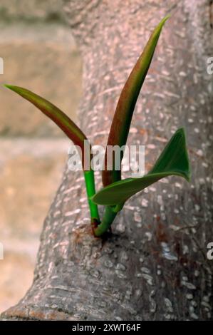 Rubber fig (Ficus elastica Cv. Decora), Moraceae. Evergreen tree ...