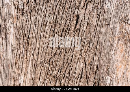 tree bark texture linear patterns in natural wood grey color Stock ...